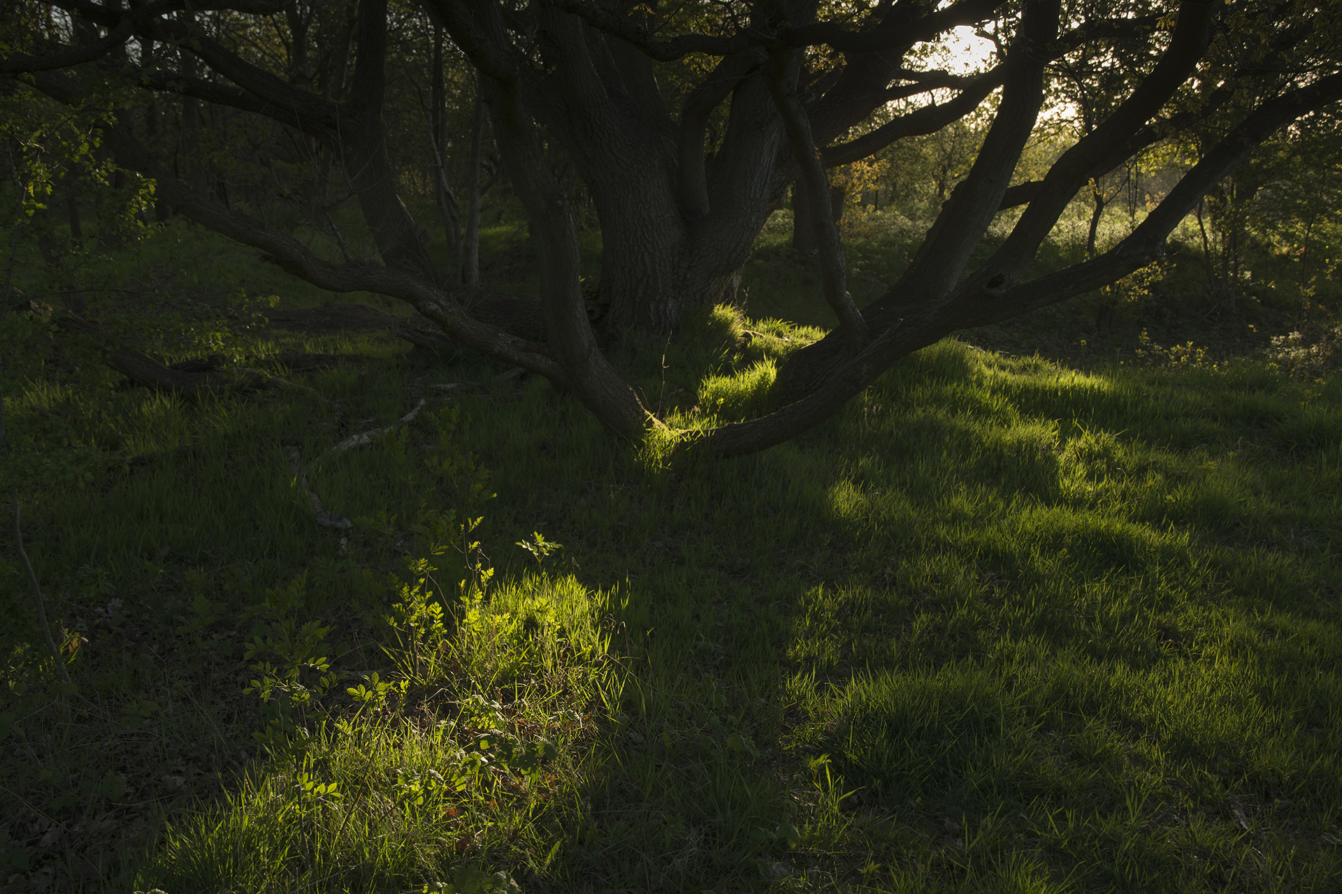 Burlish Top | Alex Drozd